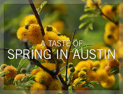 A Taste Of Spring In Austin | Blog | Roger + Chris